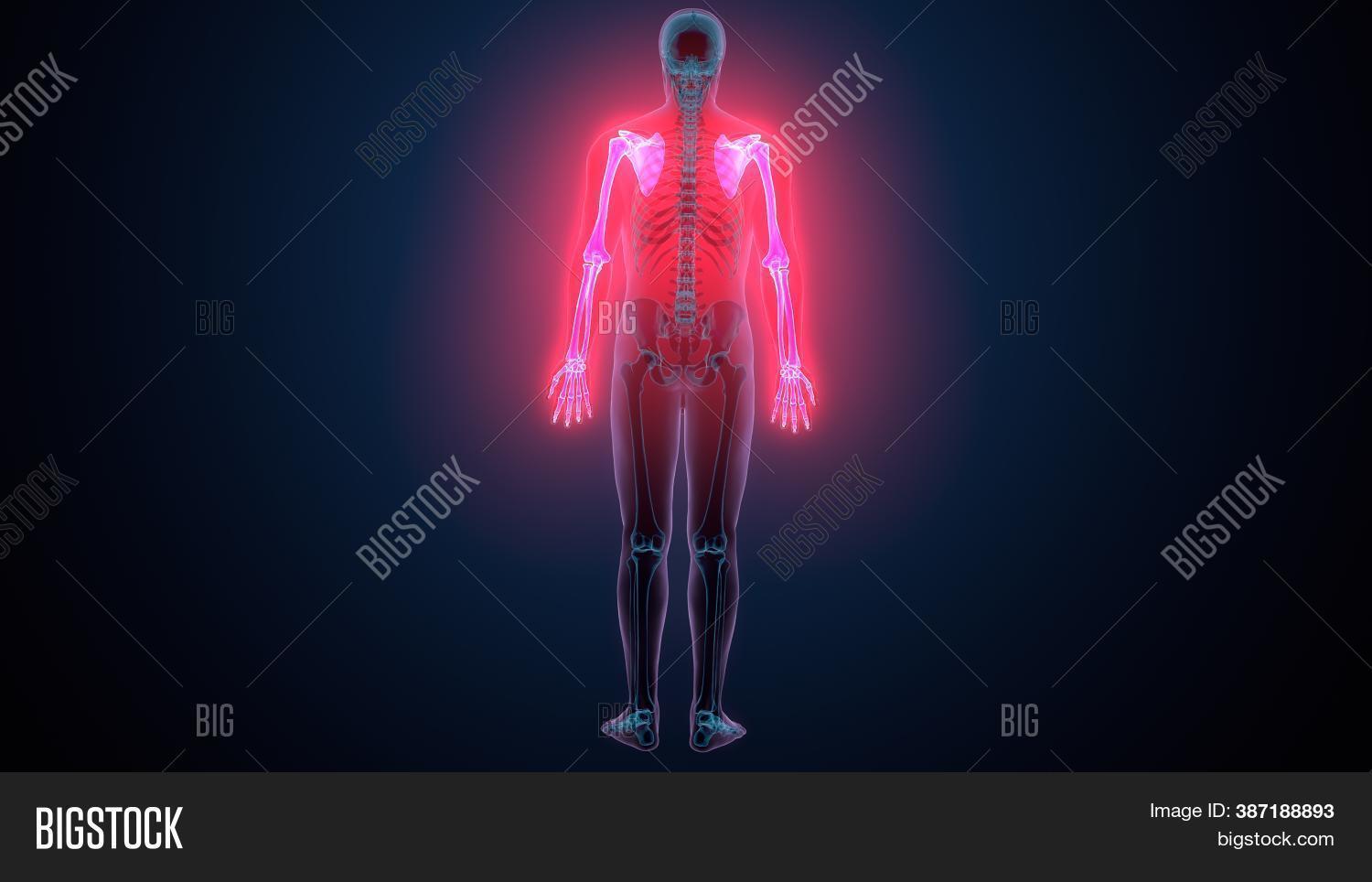 Human Skeleton Upper Image & Photo (Free Trial) | Bigstock