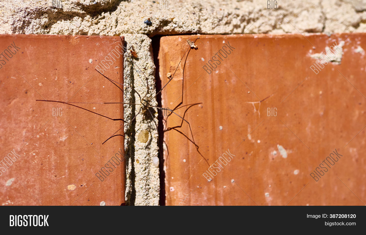 Spider Sits On Brick Image & Photo (Free Trial) | Bigstock