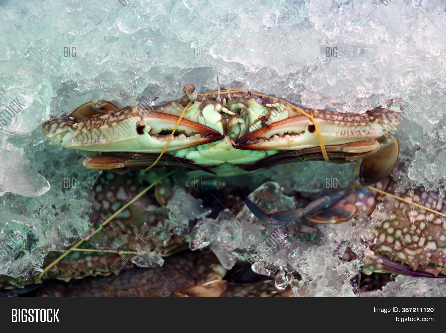 Blue Swimmer Crabs Image & Photo (Free Trial) | Bigstock