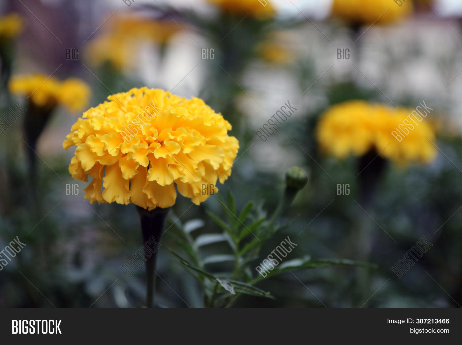 Yellow Marigold Image & Photo (Free Trial) | Bigstock