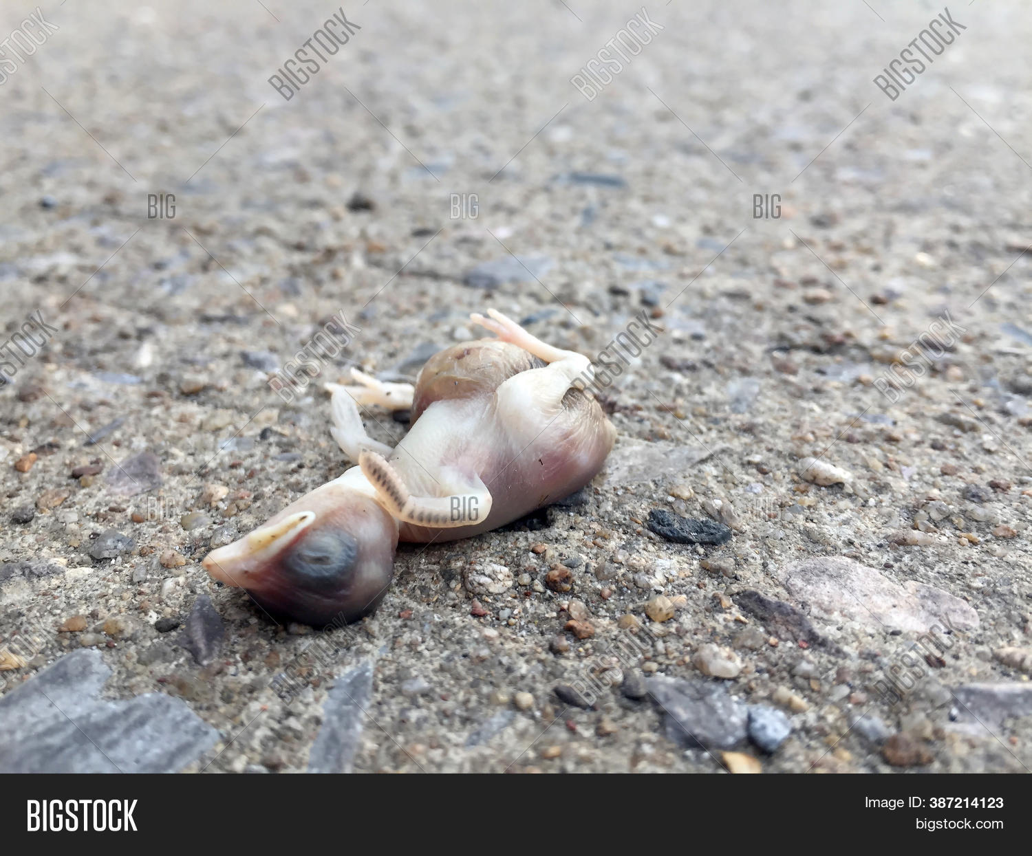 Newborn Baby Birds Fell Out Nest