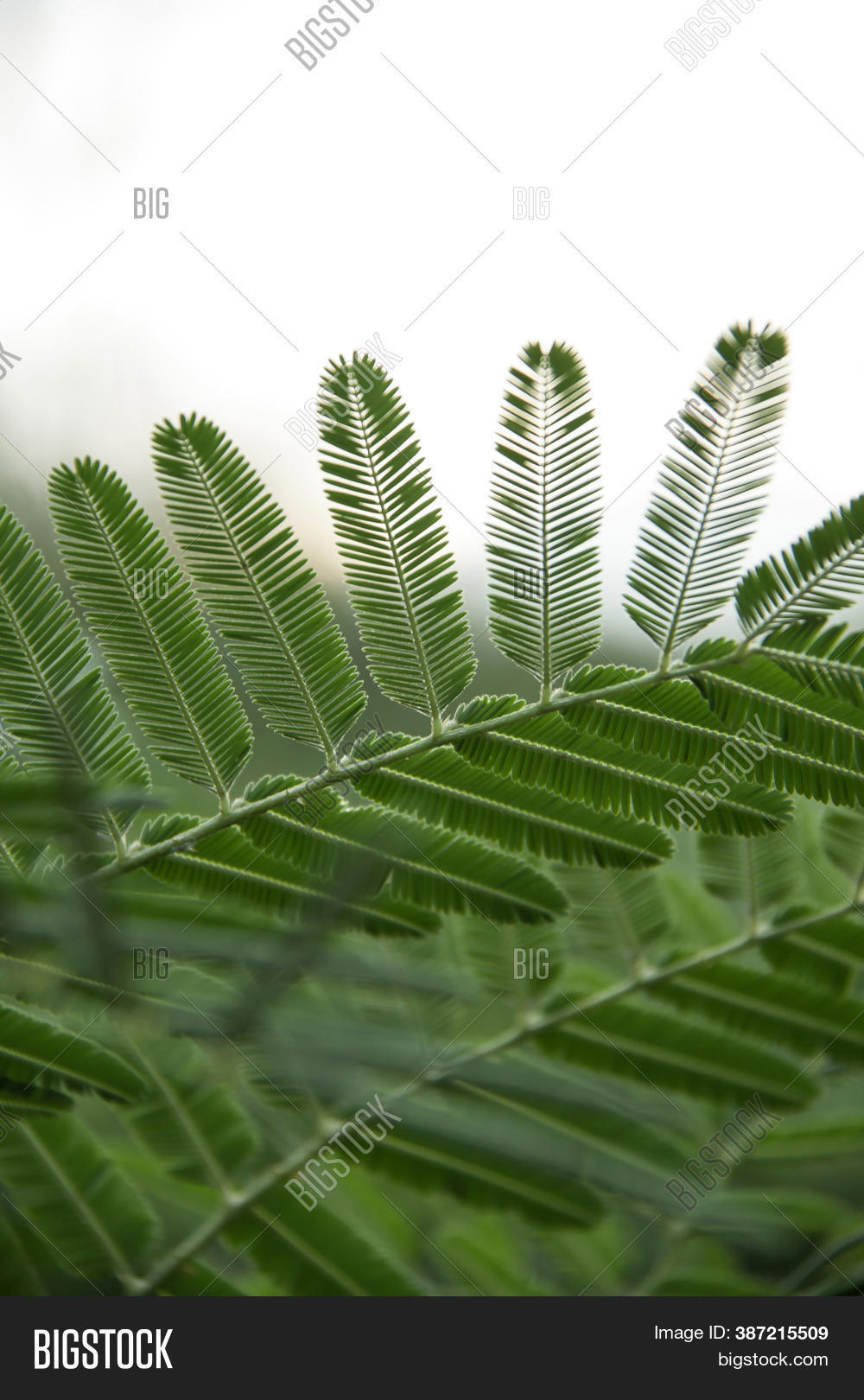 Small Leaves Included Image & Photo (Free Trial) | Bigstock