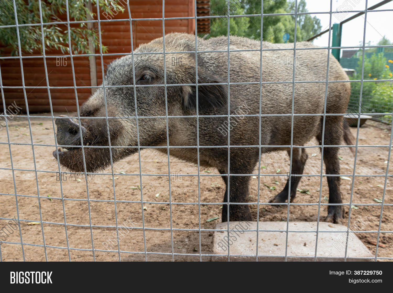 Hungry, Weak Sick Image & Photo (Free Trial) | Bigstock