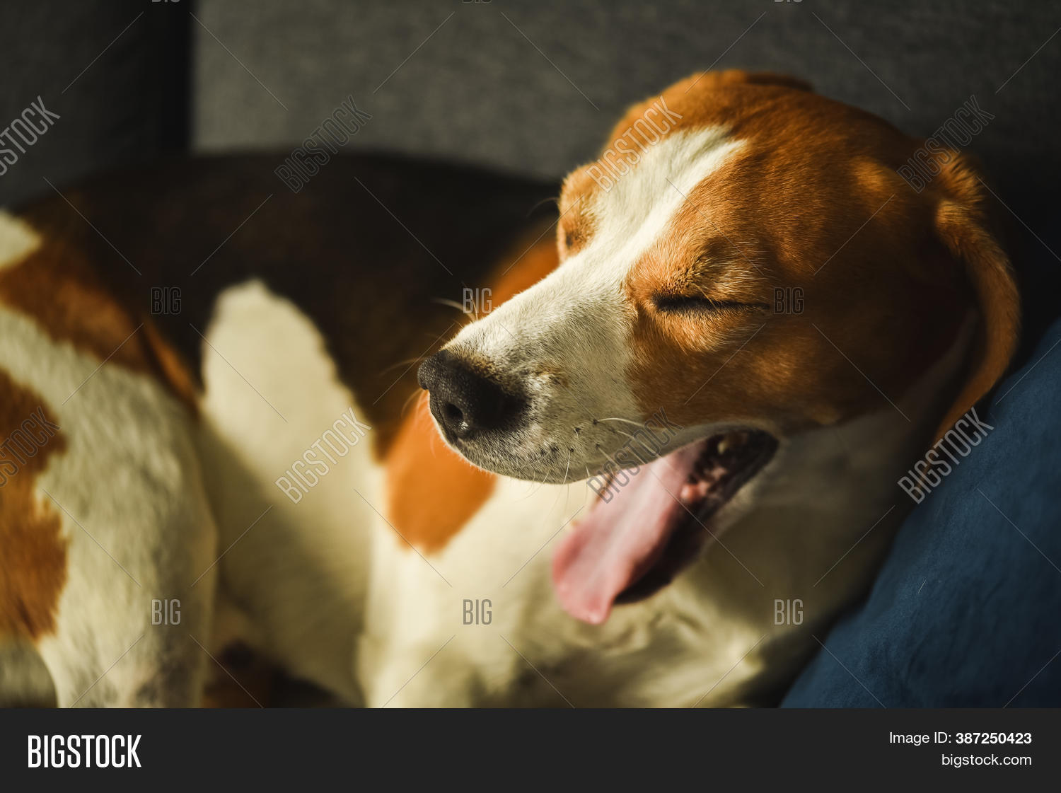 Dog Tired Sleeps On Image & Photo (Free Trial) | Bigstock