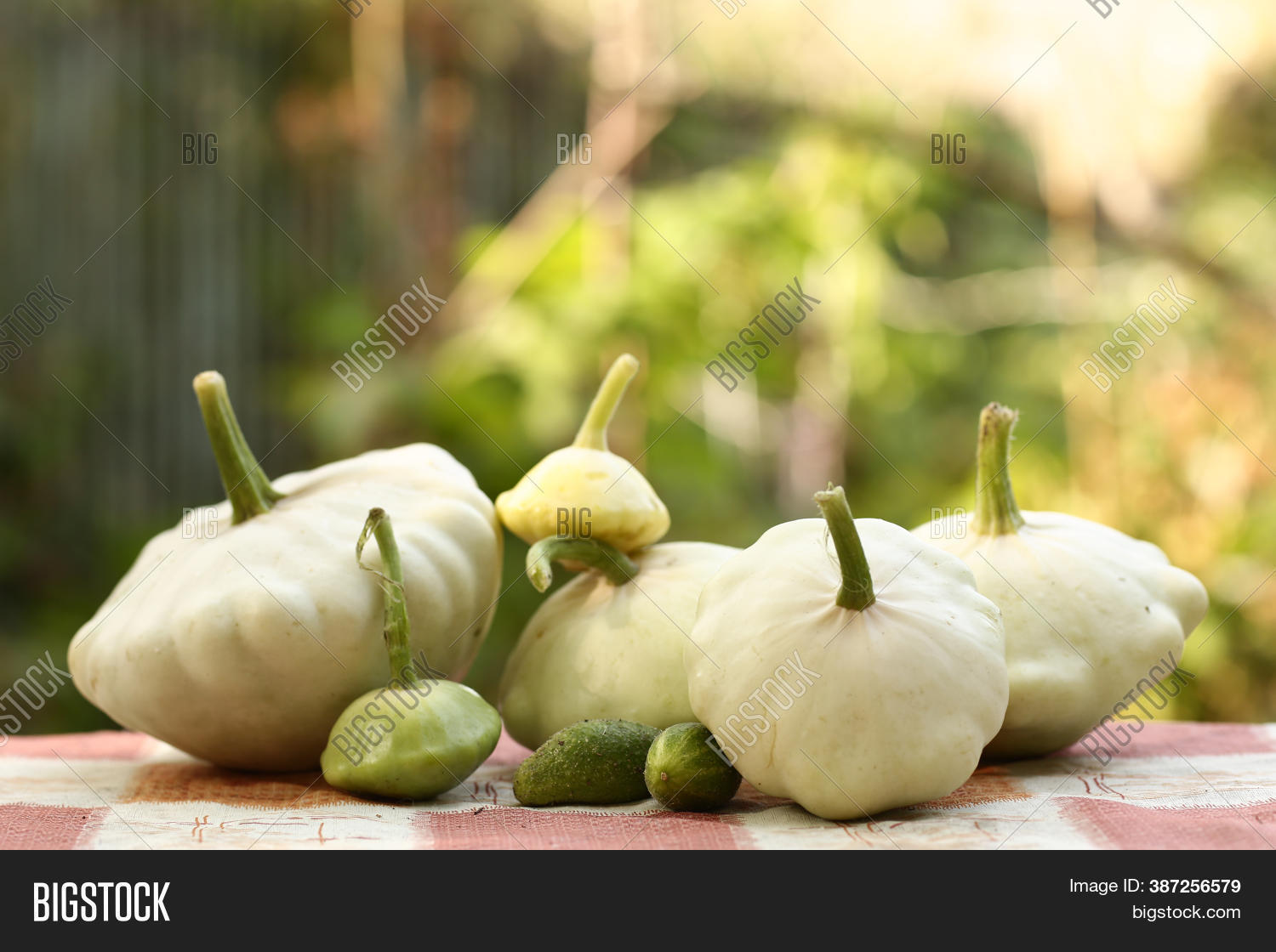 Patisson Bush Pumpkin Image & Photo (Free Trial) | Bigstock