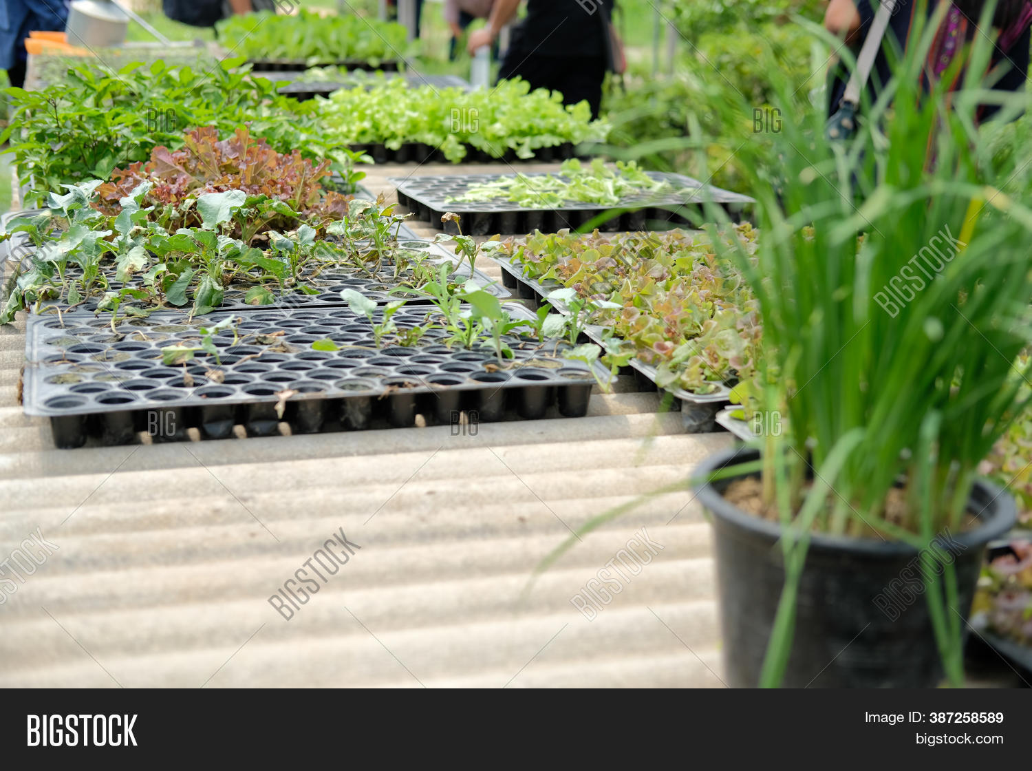 Vegetable Sprout Image & Photo (Free Trial) | Bigstock