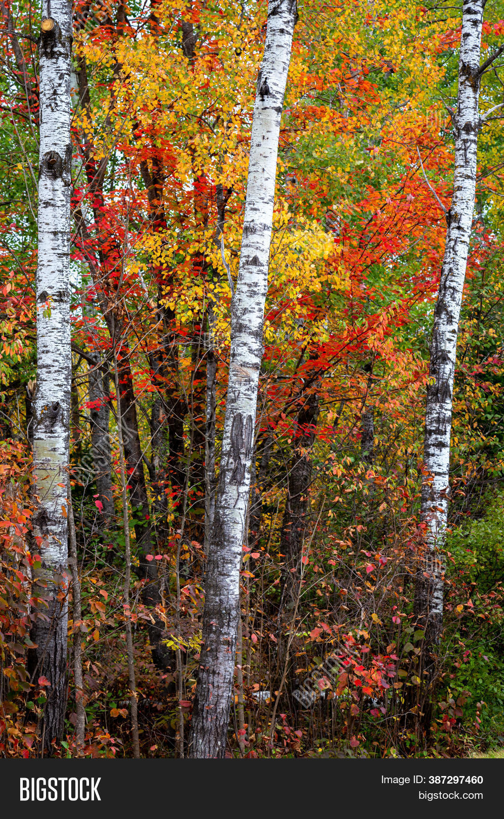 Three Birch Trees Image & Photo (Free Trial) | Bigstock