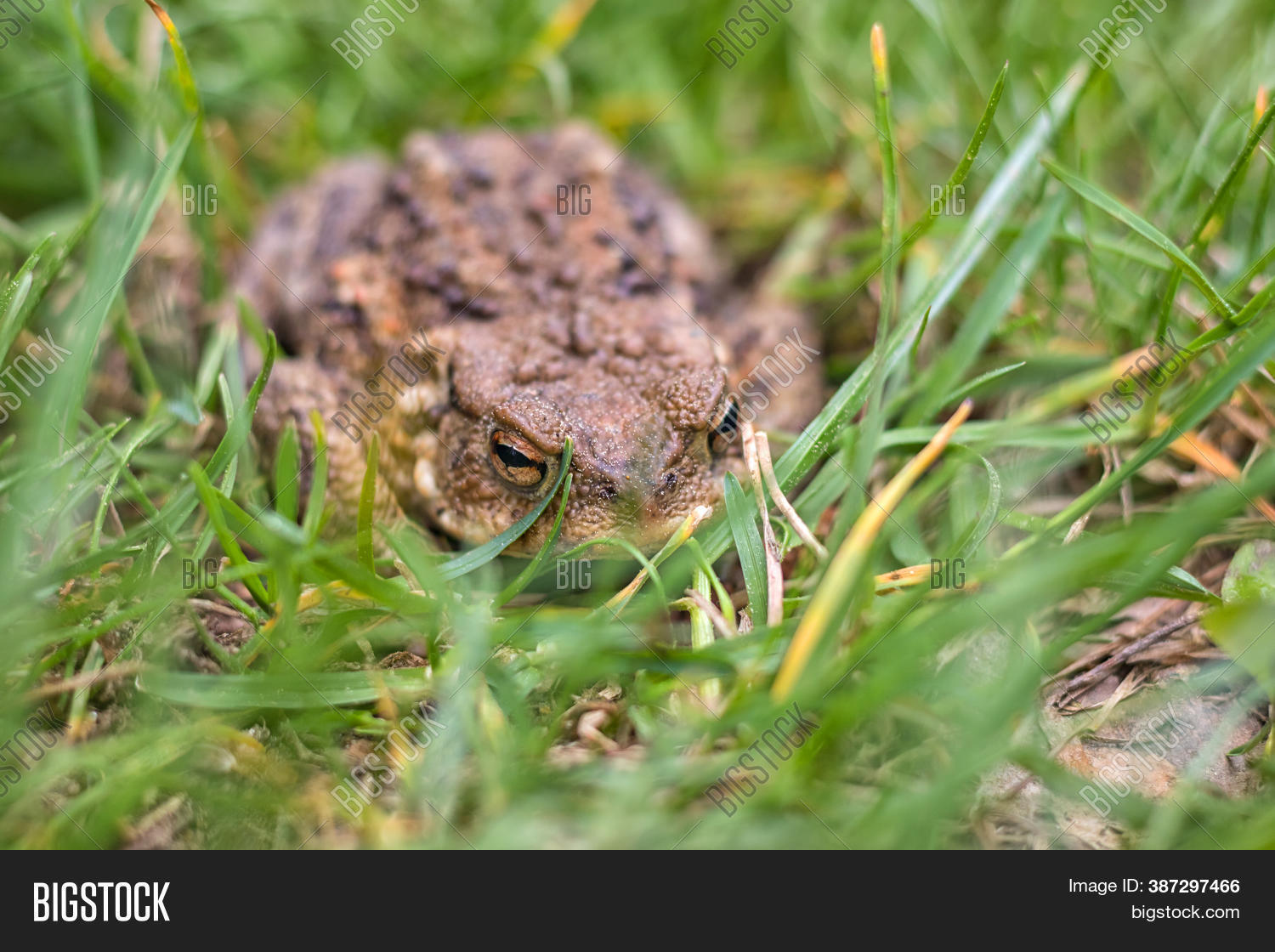 Frog - Brown Toad Image & Photo (Free Trial) | Bigstock