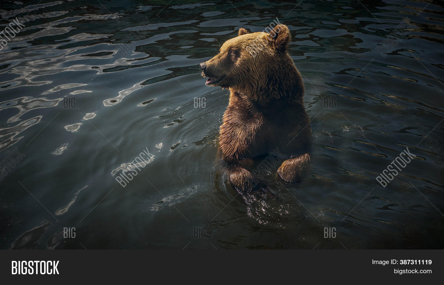 Brown Bear Smiles Image & Photo (Free Trial) | Bigstock