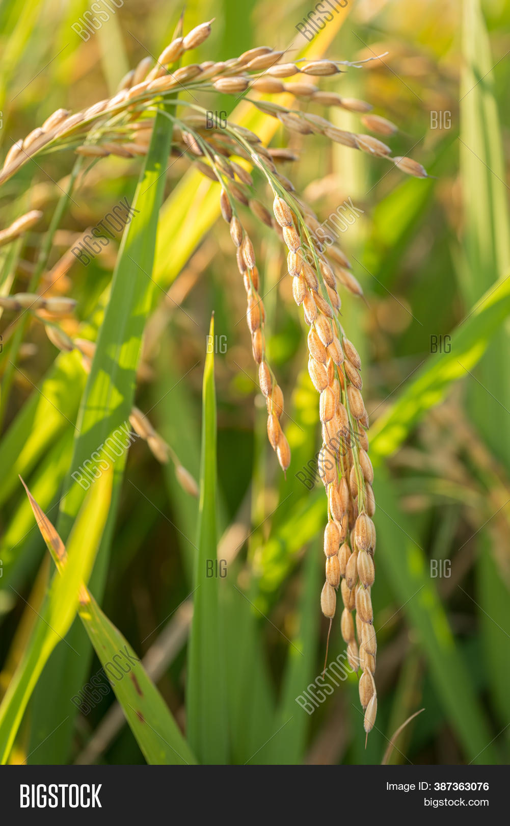 Close Golden Ear Rice Image & Photo (Free Trial) | Bigstock