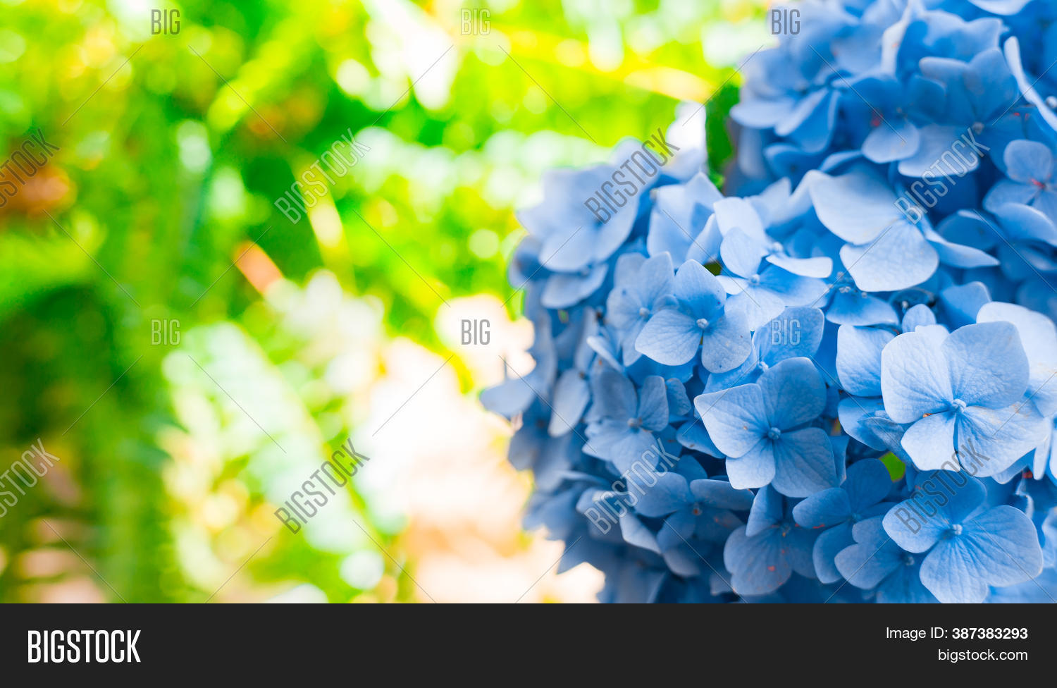 Blue Hydrangea Flower Image & Photo (Free Trial) | Bigstock