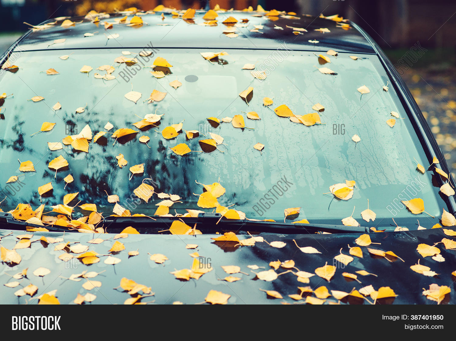 Car Covered Autumn Image & Photo (Free Trial) | Bigstock