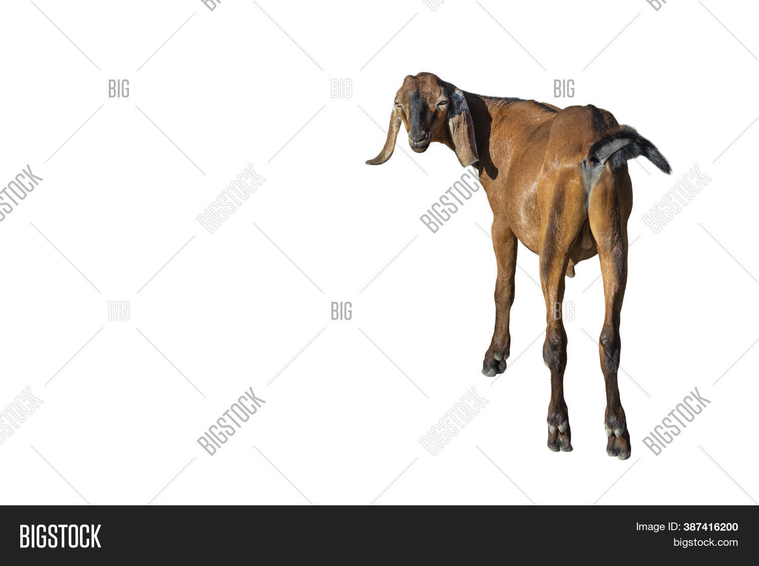 Brown Goat Standing Image & Photo (Free Trial) | Bigstock