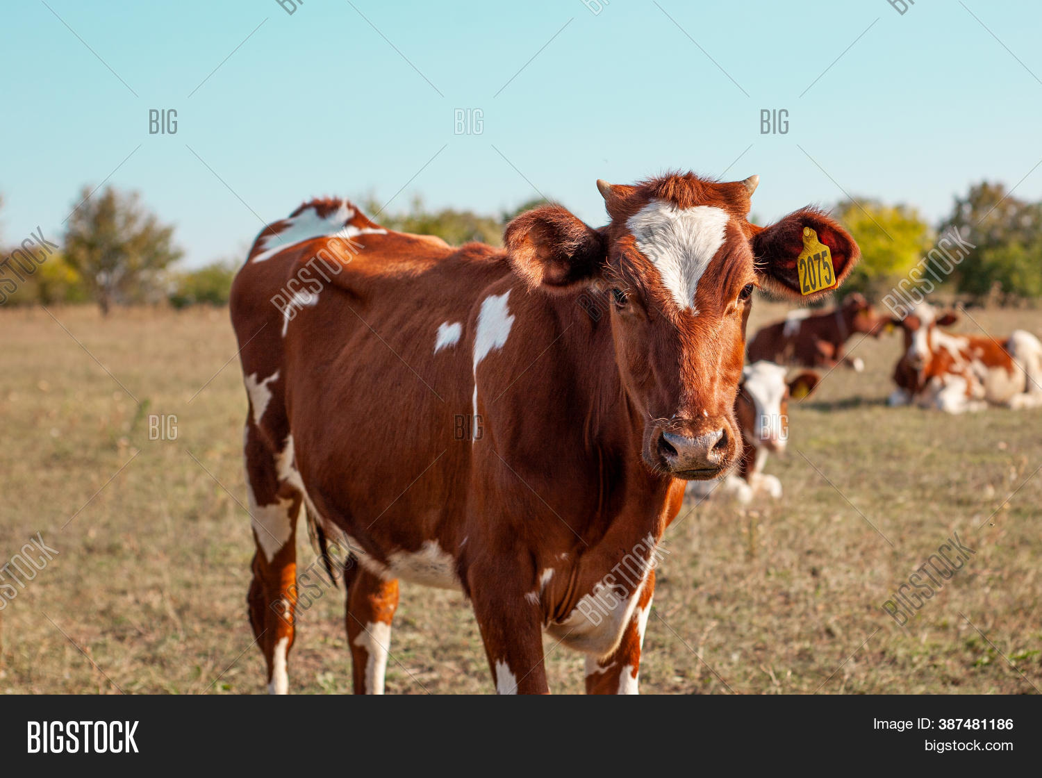 Red Cow Grazing Meadow Image & Photo (Free Trial) | Bigstock