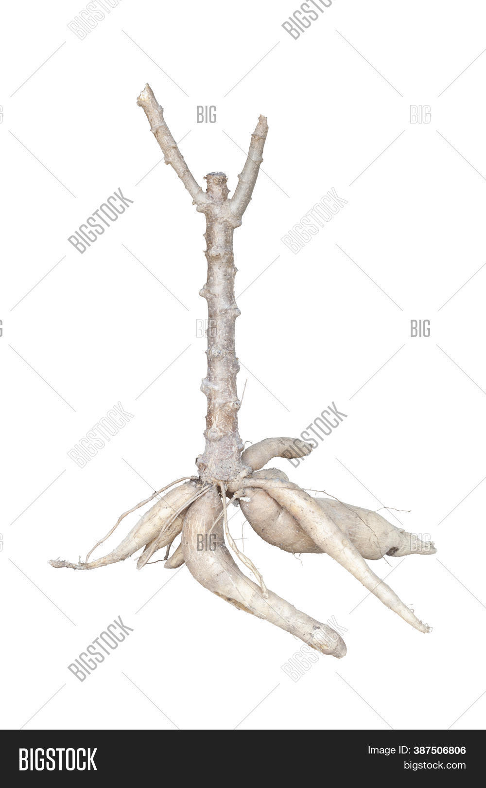 Cassava Root Isolated Image & Photo (Free Trial) | Bigstock