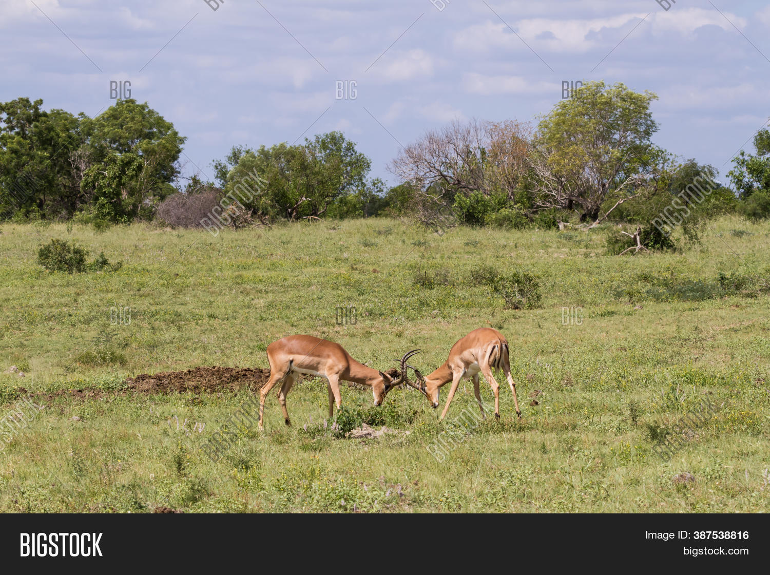 Male Impala (aepyceros Image & Photo (Free Trial) | Bigstock