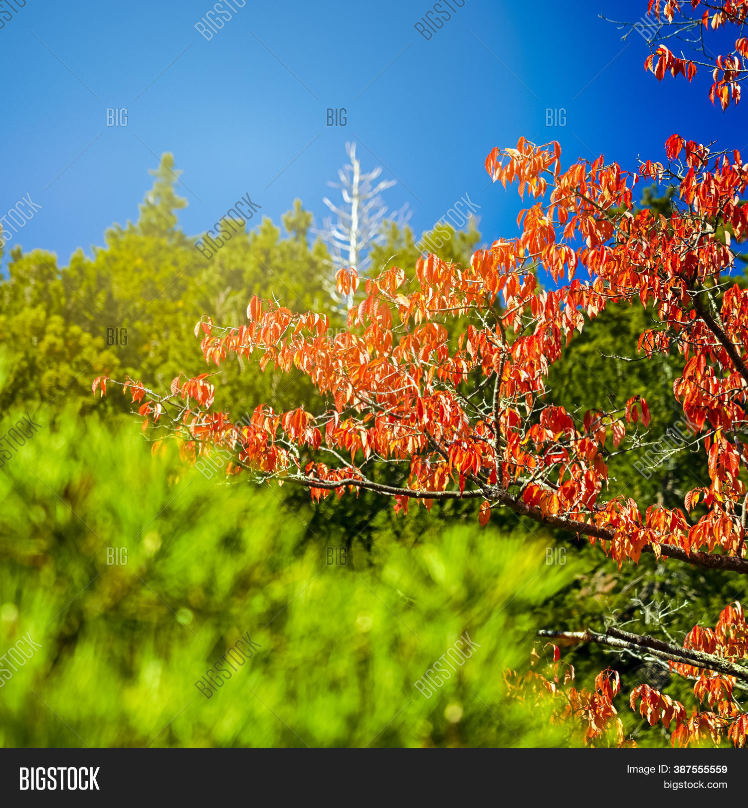 Traditional Red Maples Image & Photo (Free Trial) | Bigstock