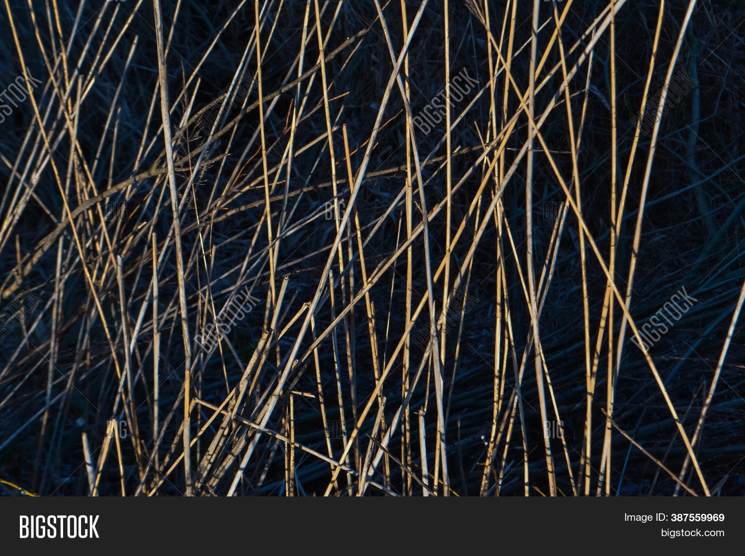 Dry Yellow Thin Reed Image & Photo (Free Trial) | Bigstock