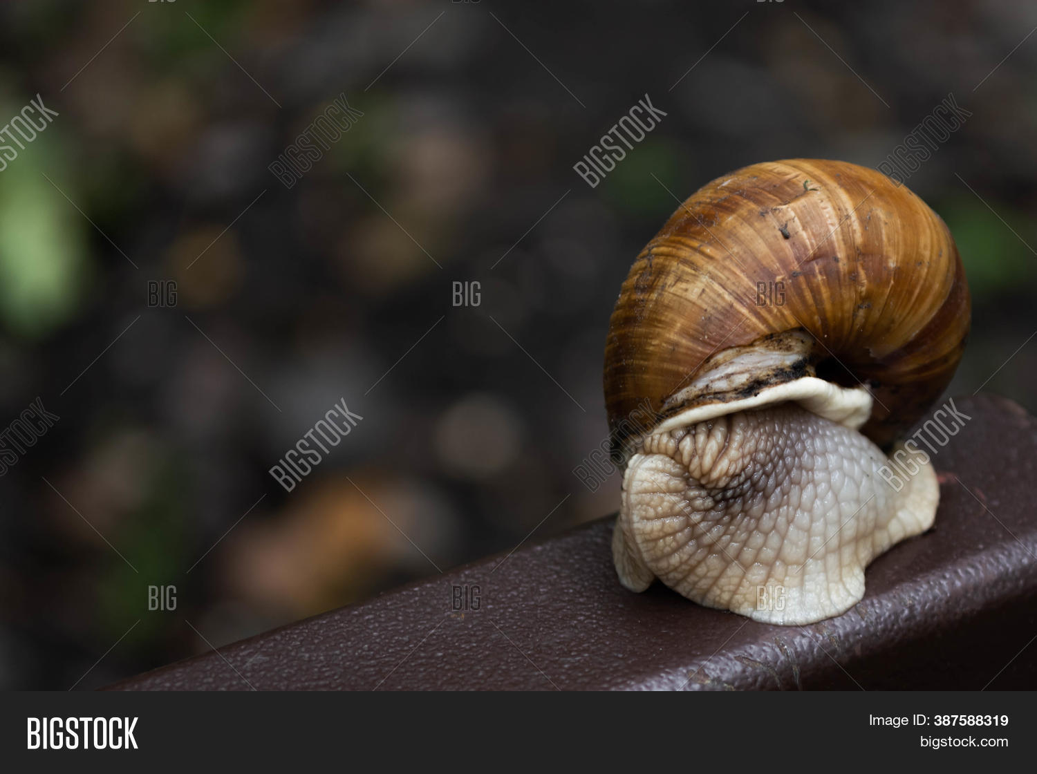 Large Snail Hid Shell Image & Photo (Free Trial) | Bigstock