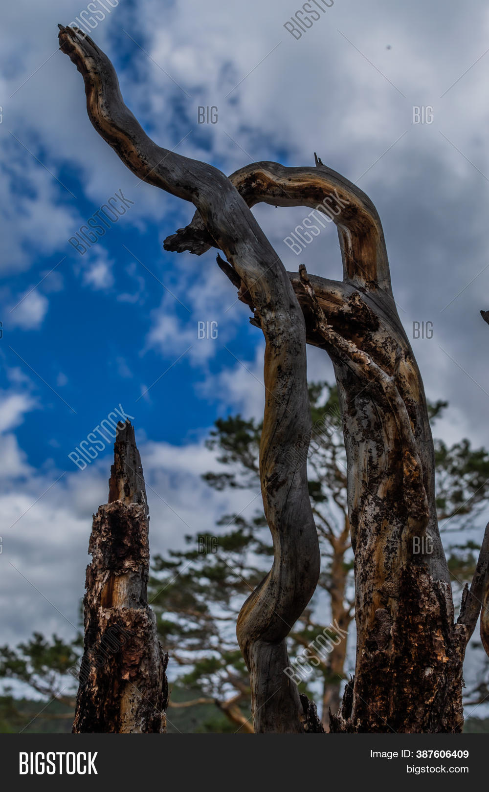 Beautiful Broken Image & Photo (Free Trial) | Bigstock