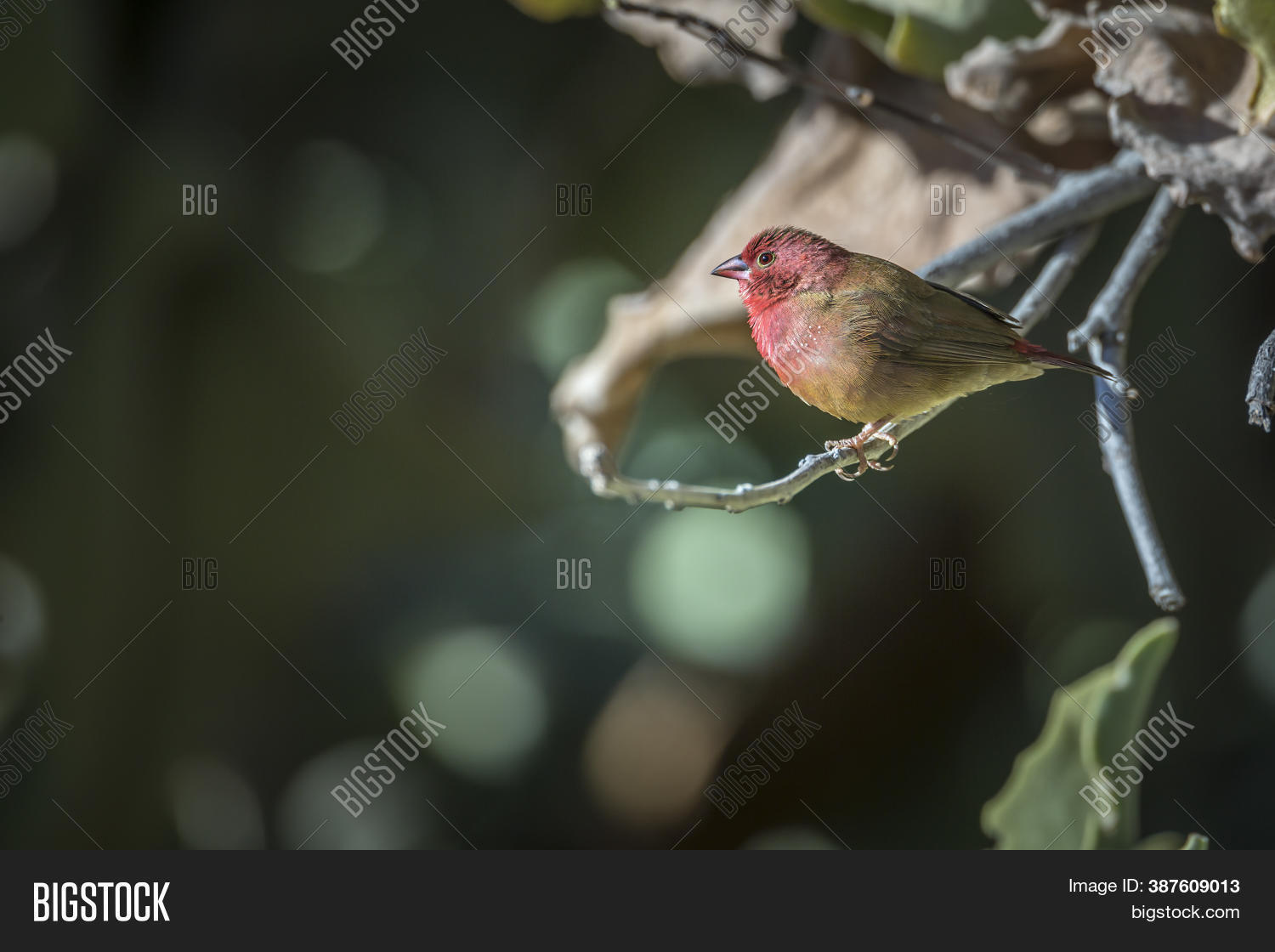 Red-billed Firefinch Image & Photo (Free Trial) | Bigstock