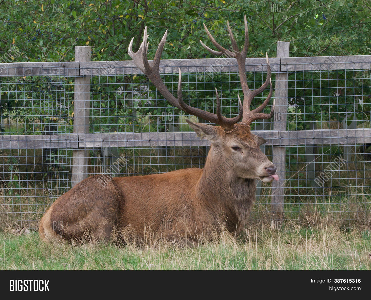 Stag Antlers Sitting Image & Photo (Free Trial) | Bigstock