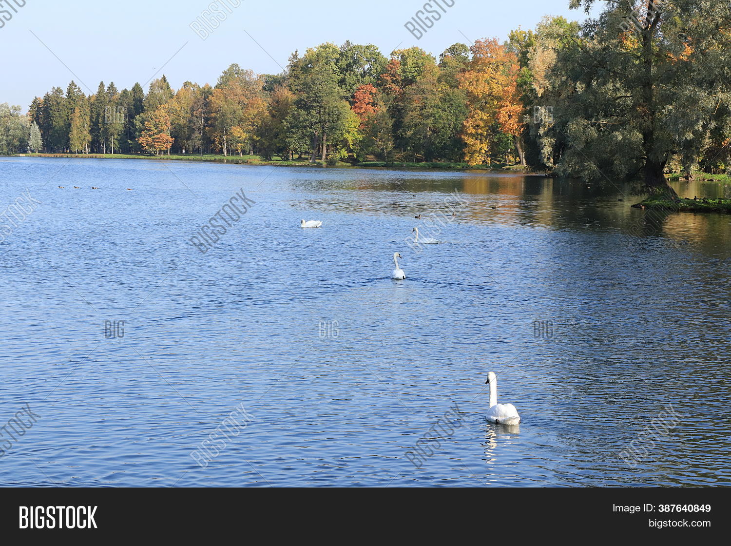 White Swans On Autumn Image & Photo (Free Trial) | Bigstock