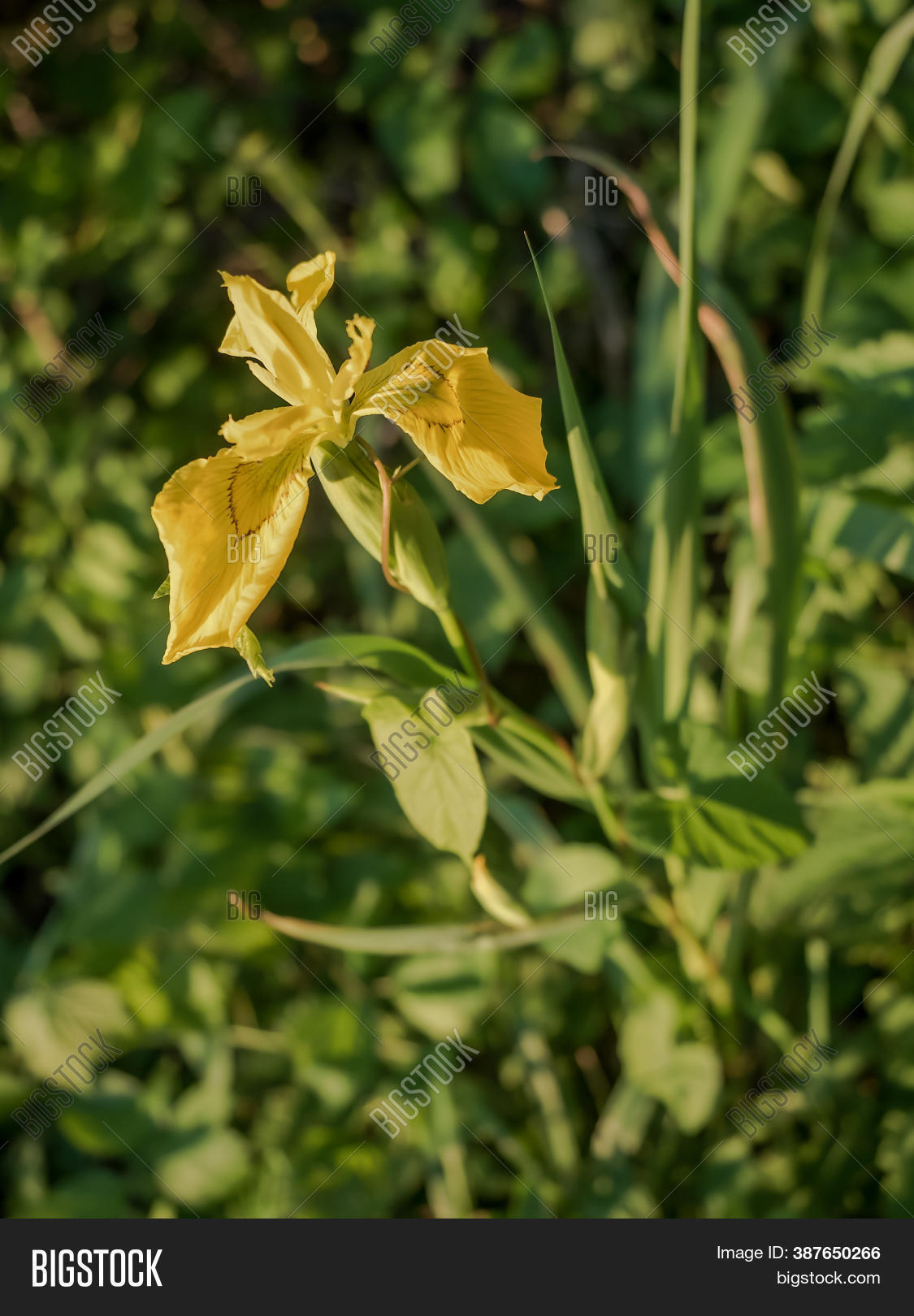 Yellow Iris Flowers, Image & Photo (Free Trial) | Bigstock