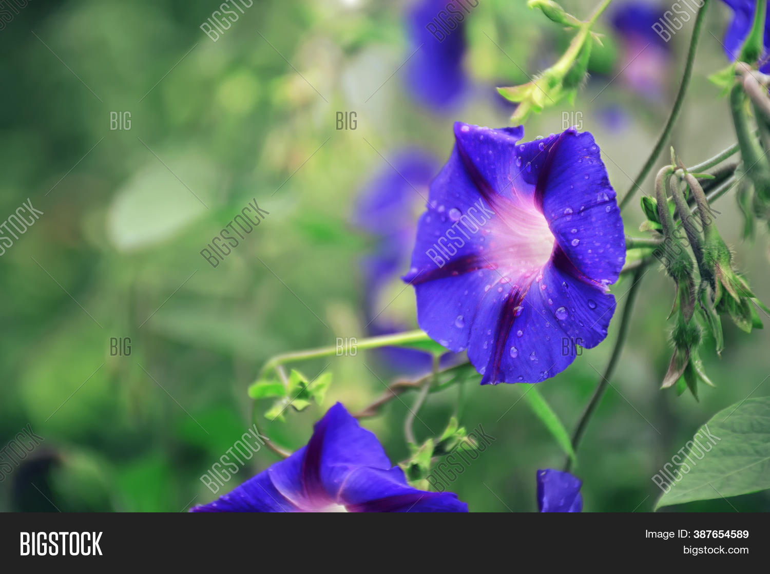 Close Blue Morning Image & Photo (Free Trial) | Bigstock