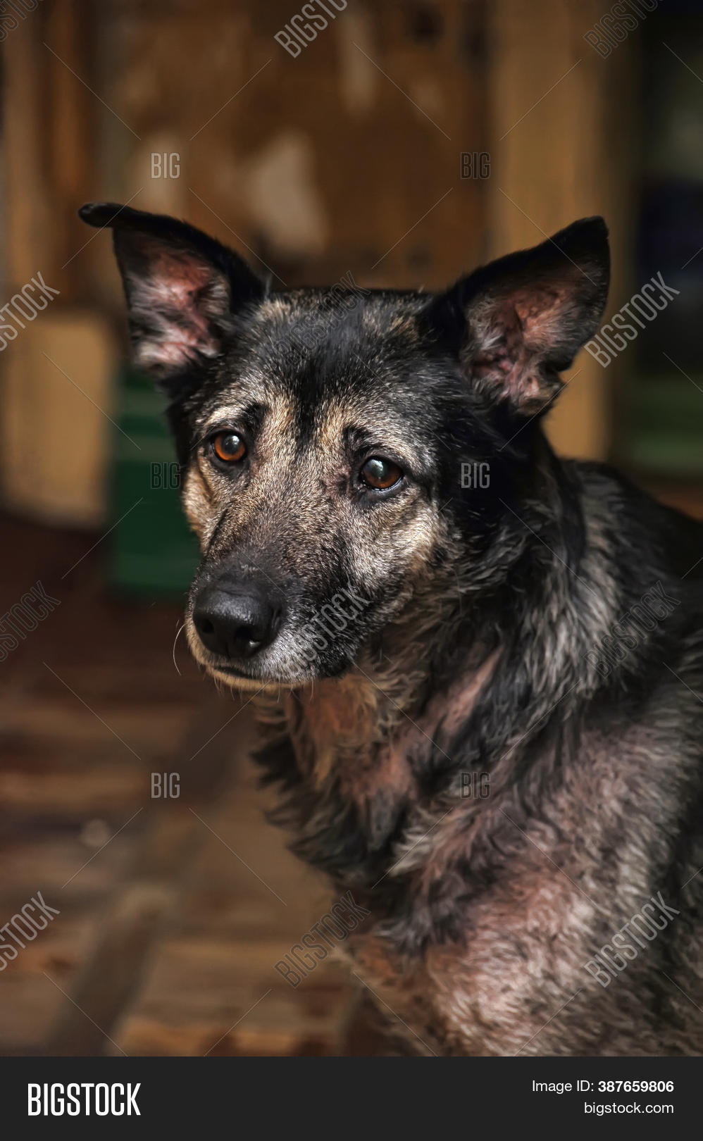 Cute Dog (dog, Scared Image & Photo (Free Trial) | Bigstock