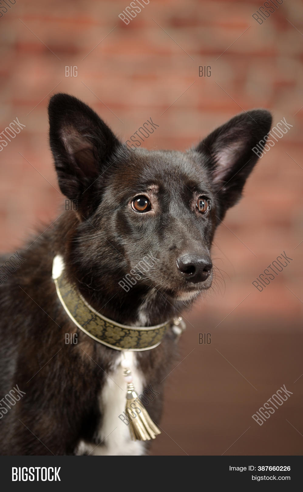 Black White Dog Pooch Image & Photo (Free Trial) | Bigstock