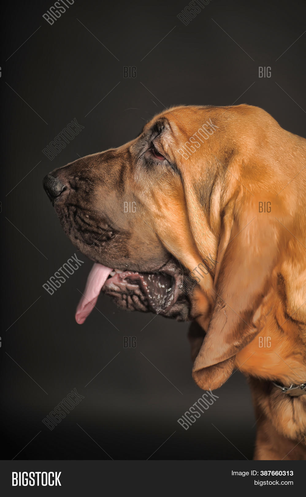Bloodhound Against Image & Photo (Free Trial) | Bigstock