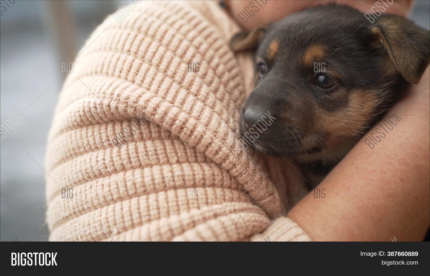 Cute Shepherd Puppy Image & Photo (Free Trial) | Bigstock
