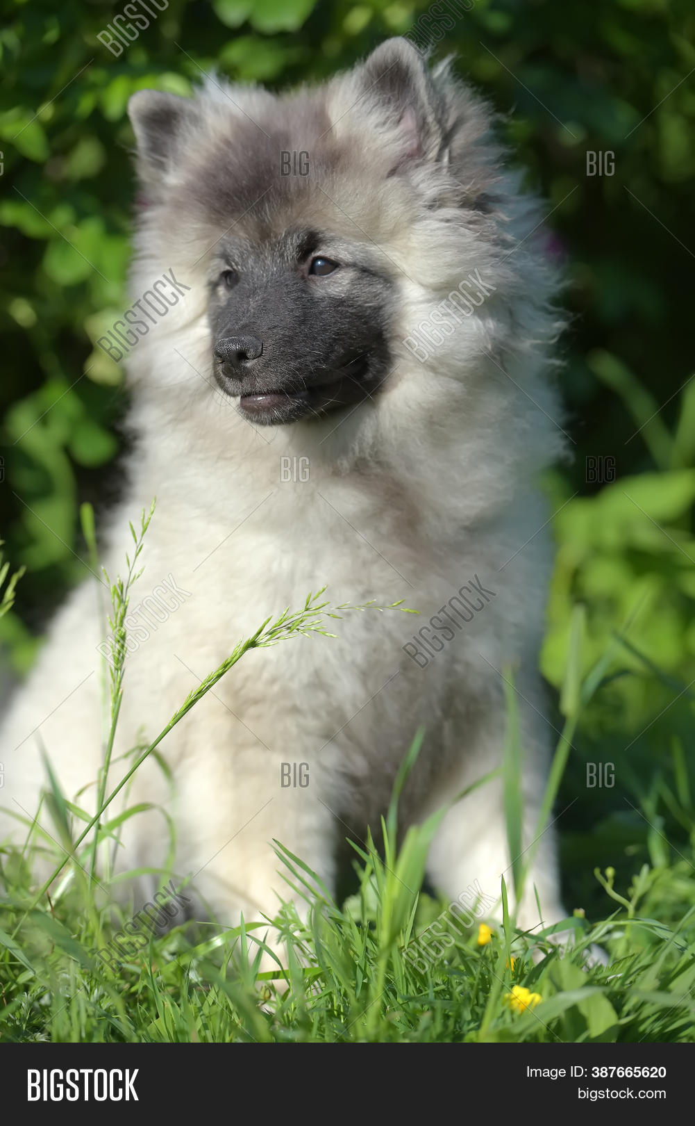 Keeshond Wolfspitz Image & Photo (Free Trial) | Bigstock