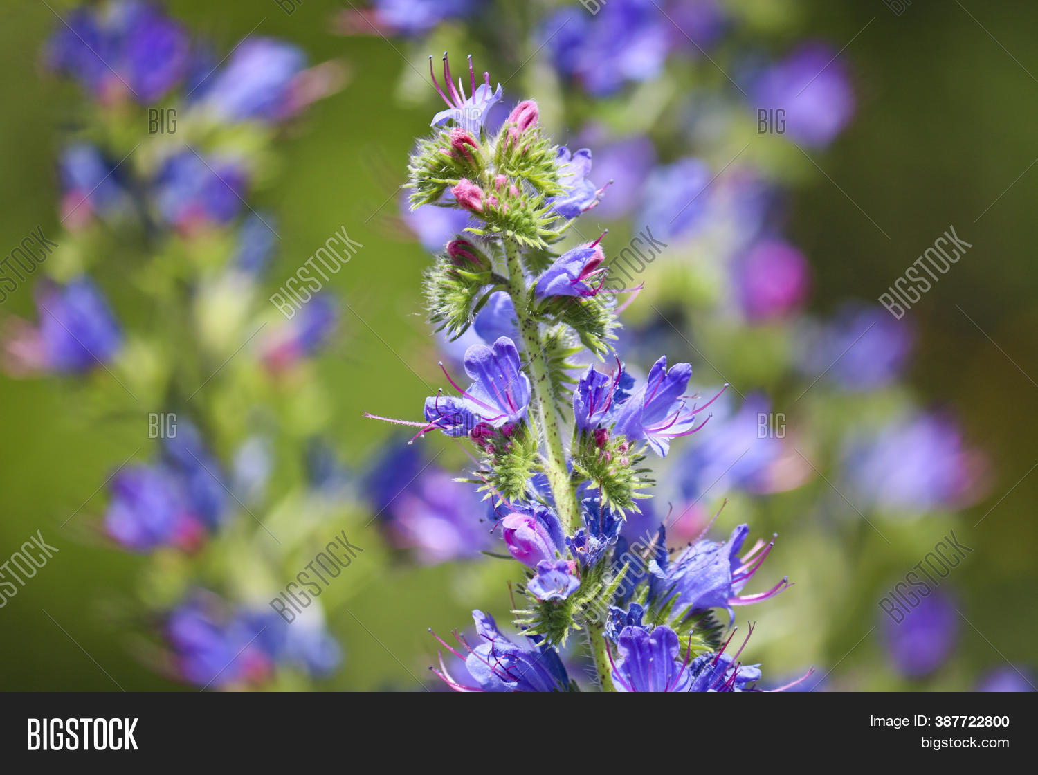 Blue Melliferous Image & Photo (Free Trial) | Bigstock