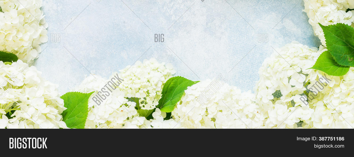 Fresh White Hydrangea Image & Photo (Free Trial) | Bigstock