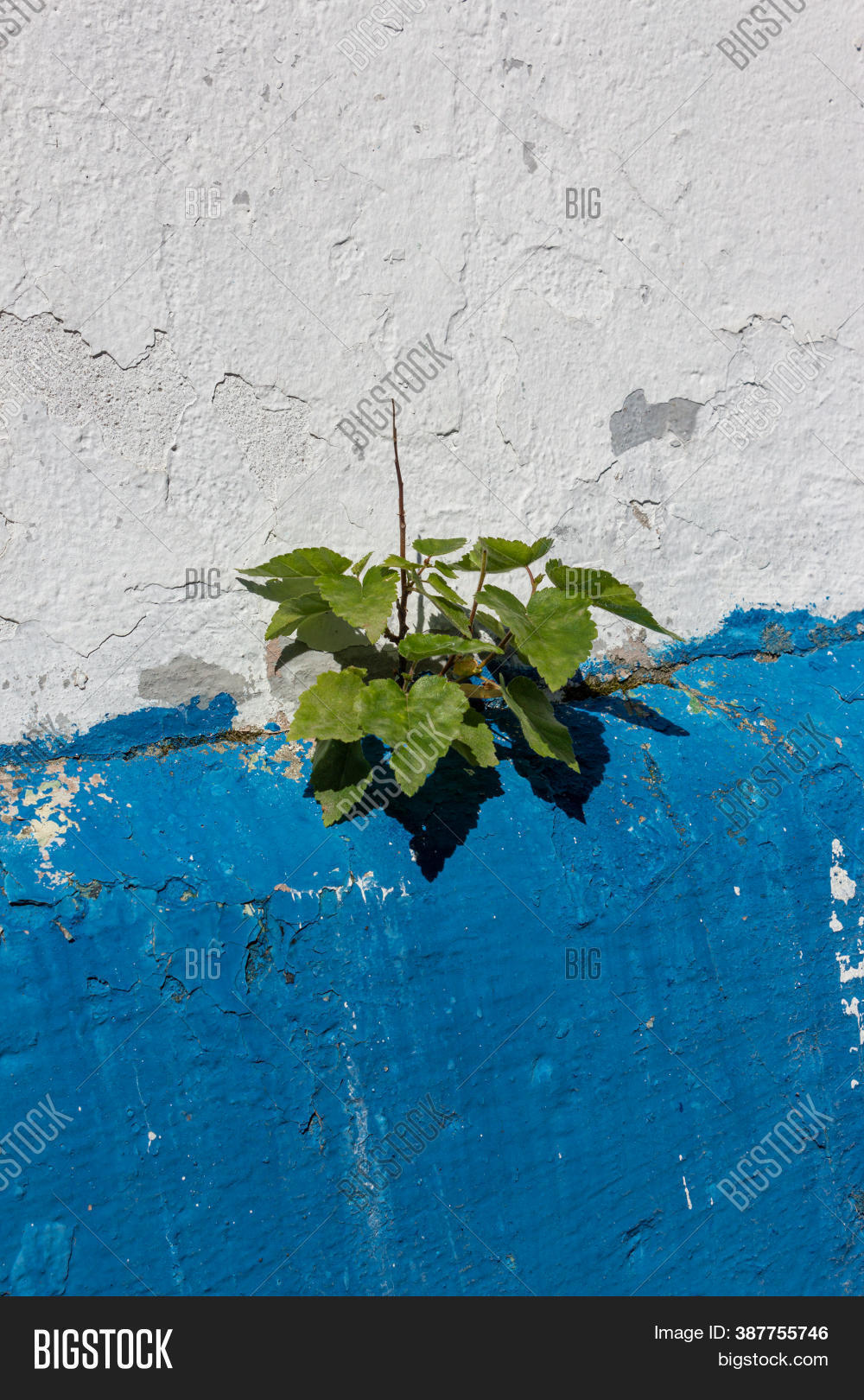 Plant Grows On Wall Image & Photo (Free Trial) | Bigstock