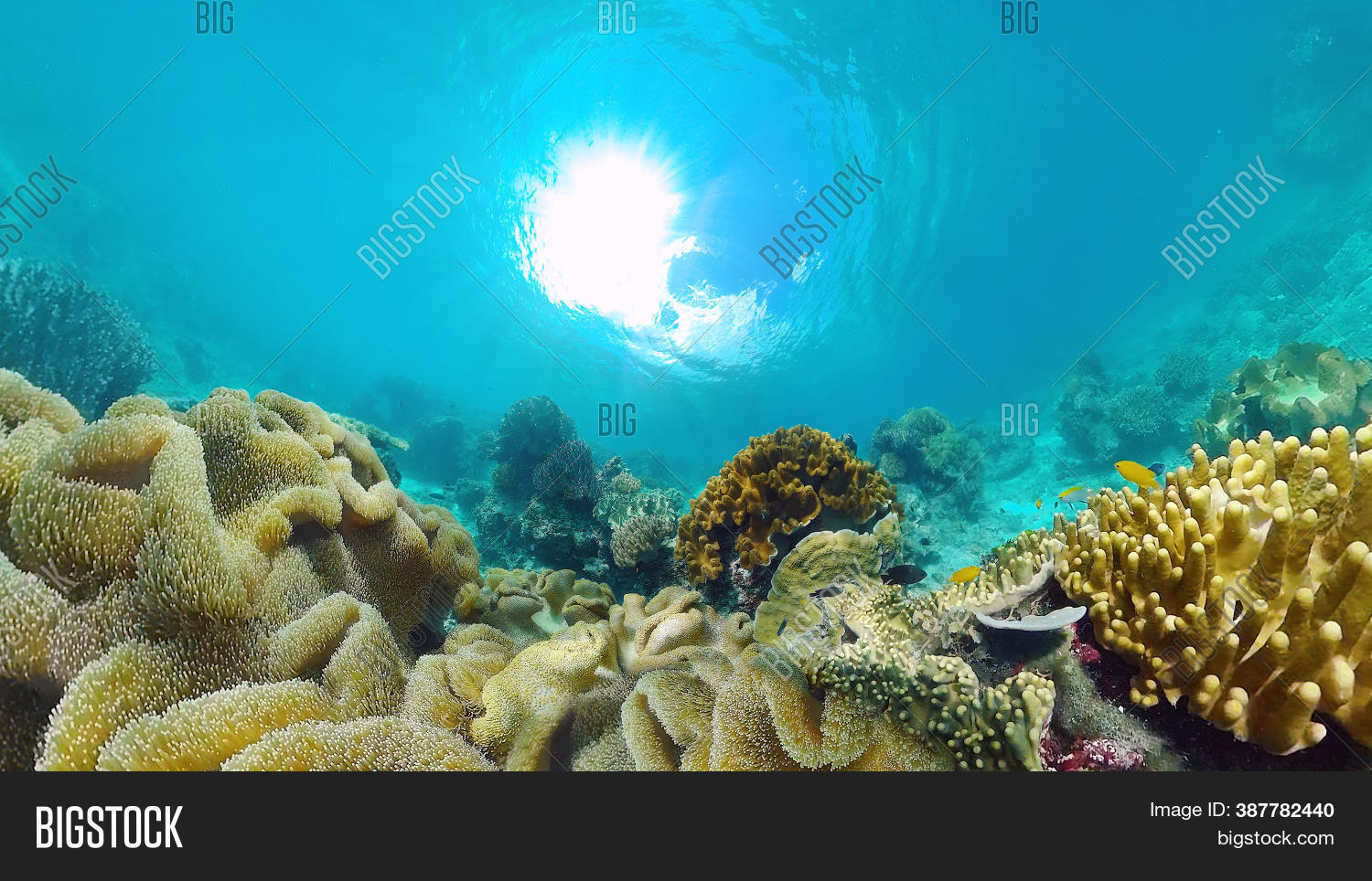 Underwater Fish Reef Image & Photo (Free Trial) | Bigstock