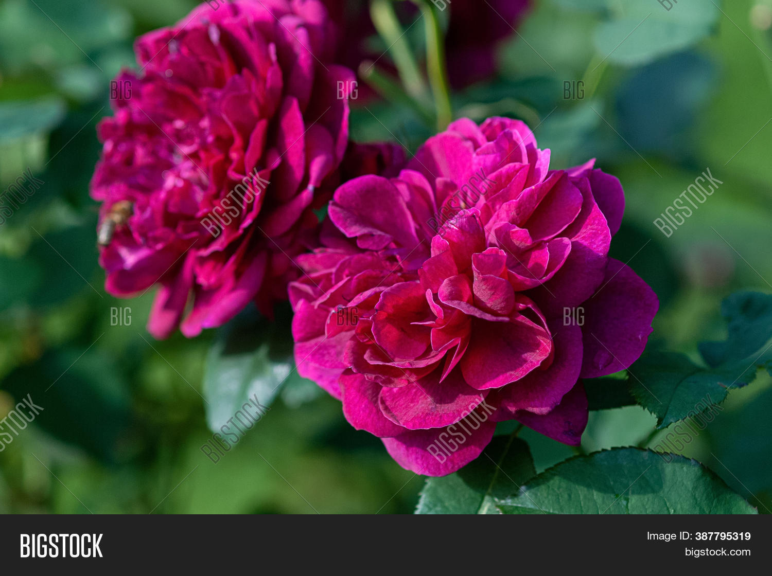 Darcey Bussell Crimson Image & Photo (Free Trial) | Bigstock