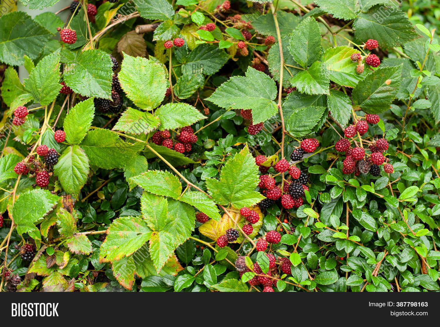 Fruits Bramble Shrub Image & Photo (Free Trial) | Bigstock