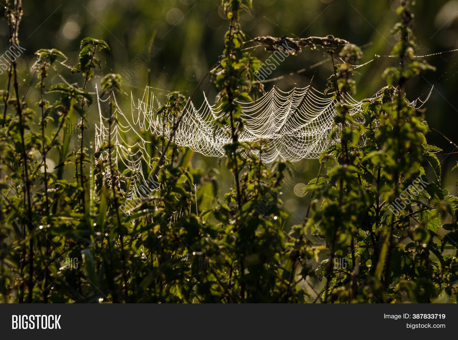 Spider Web - Wild Life Image & Photo (Free Trial) | Bigstock