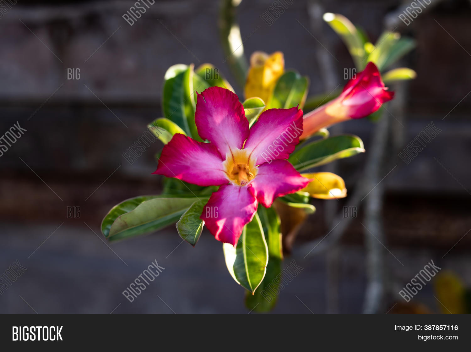 Branch Adenium Obesum Image & Photo (Free Trial) | Bigstock