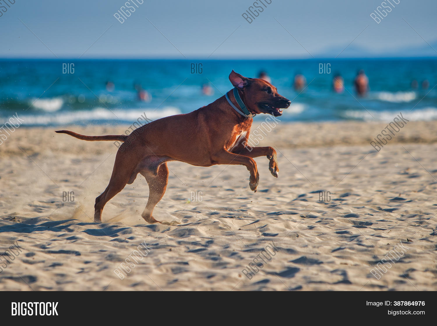 Dog Rhodesian Image & Photo (Free Trial) | Bigstock