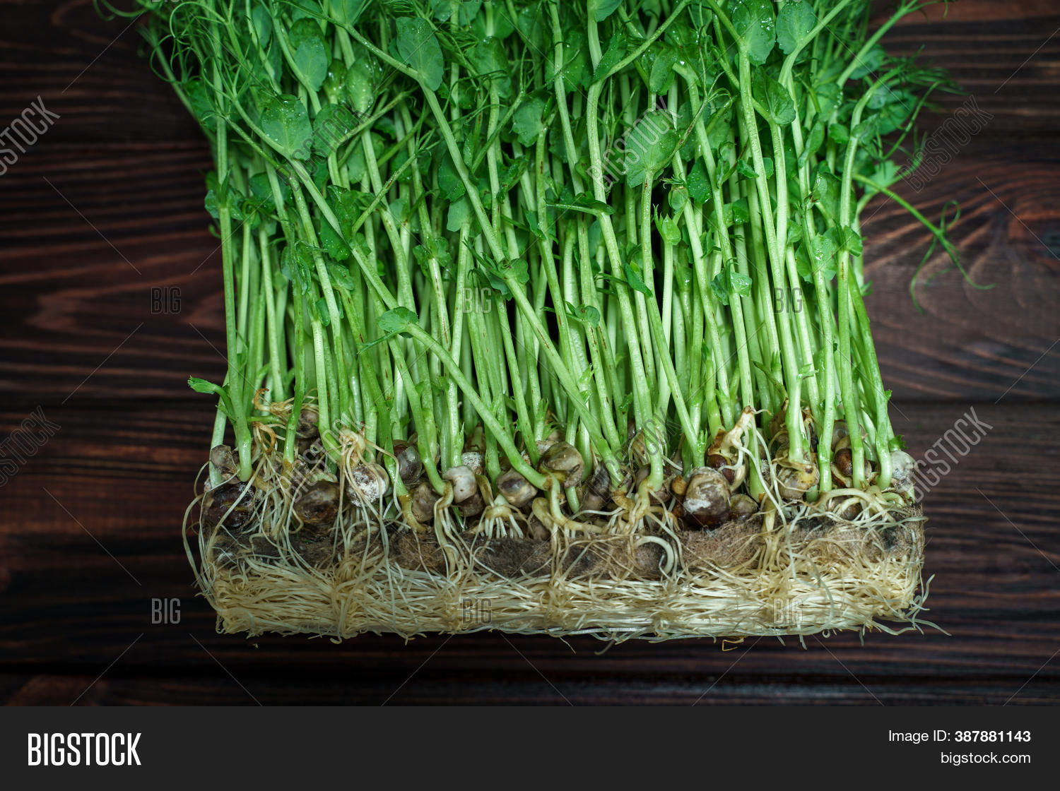 Microgreen Pea Sprouts Image & Photo (Free Trial) | Bigstock