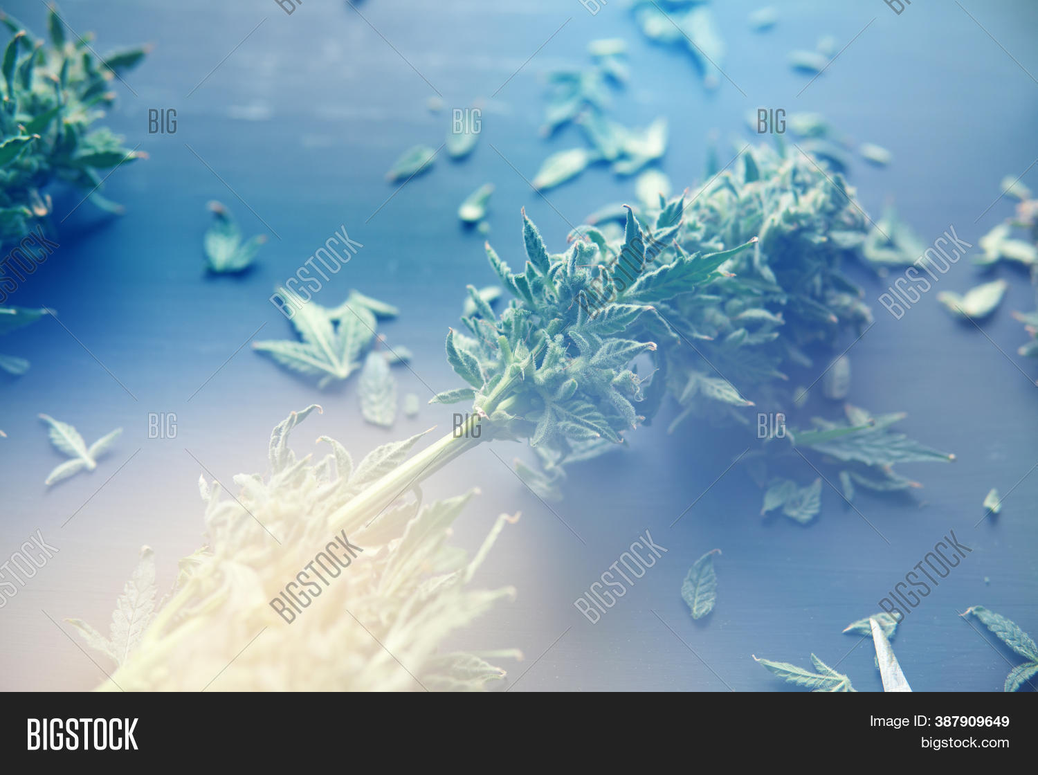 Trim Cannabis Buds. Image & Photo (Free Trial) | Bigstock
