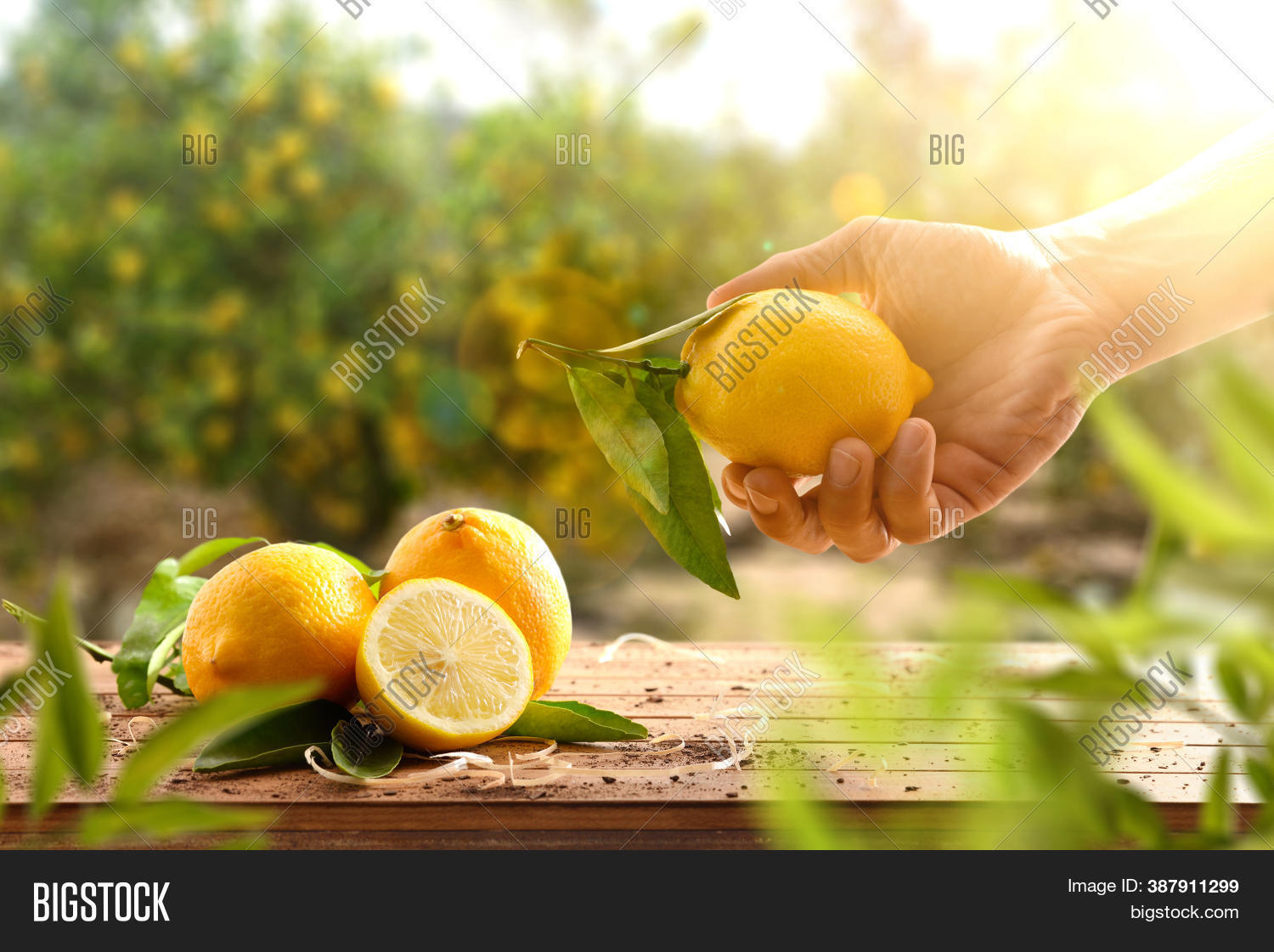 Hand Picking Lemon Image & Photo (Free Trial) | Bigstock