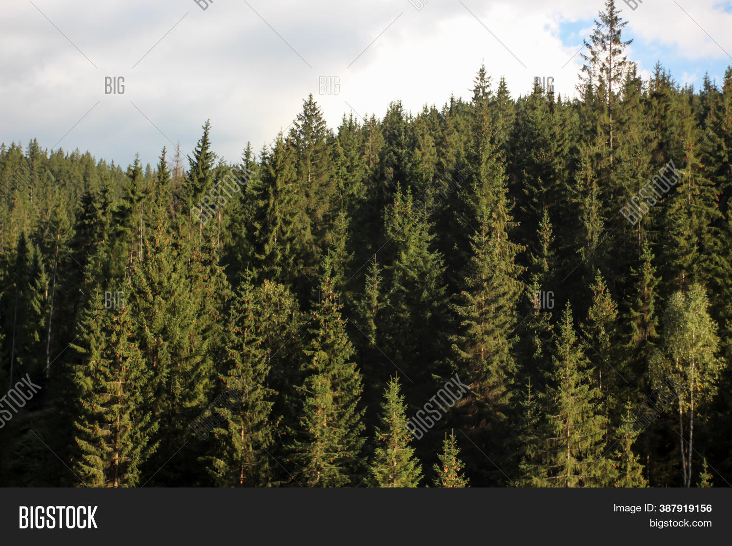 Forest Conifers Image & Photo (Free Trial) | Bigstock