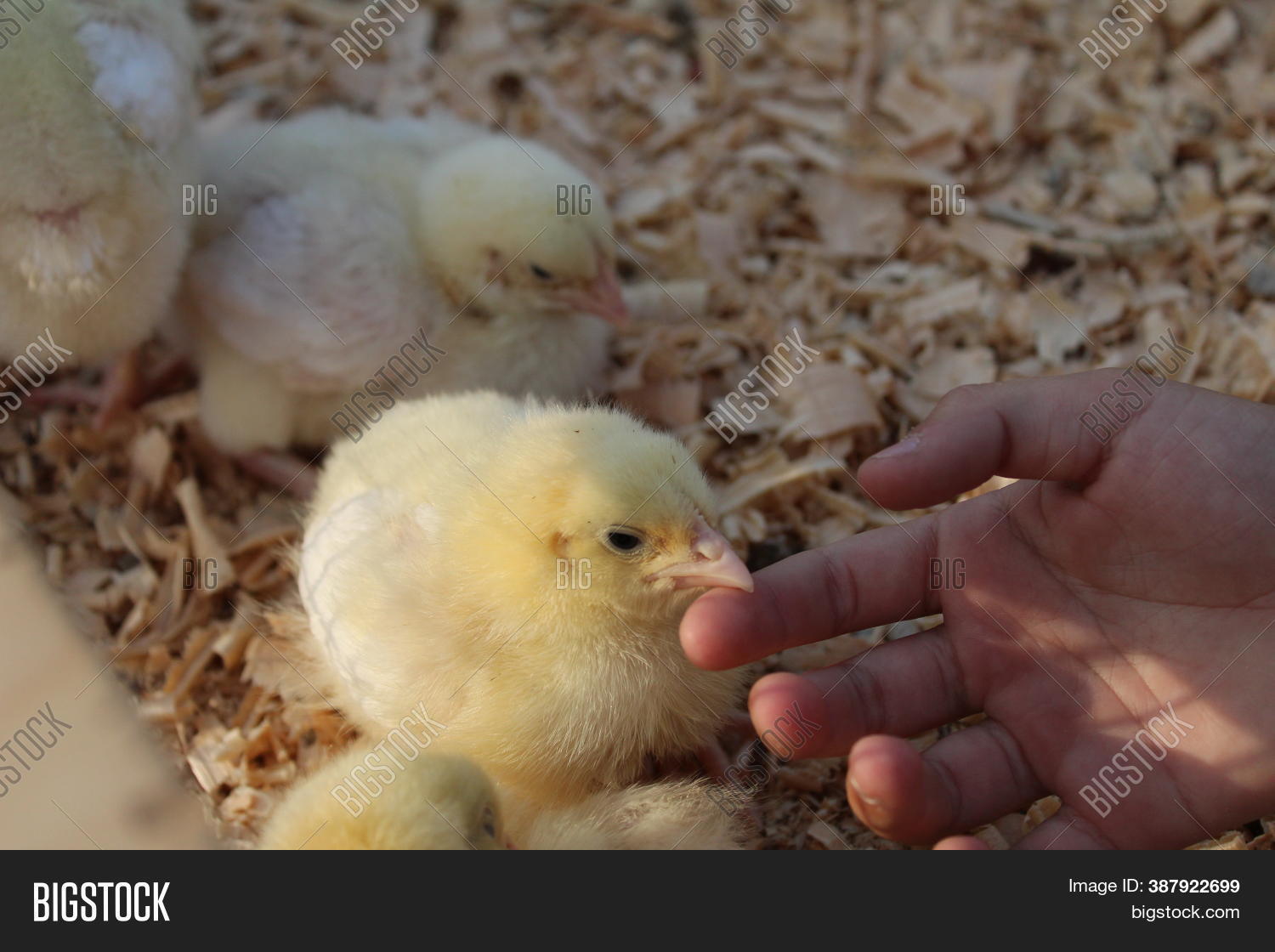 Small Yellow Fluffy Image & Photo (Free Trial) | Bigstock