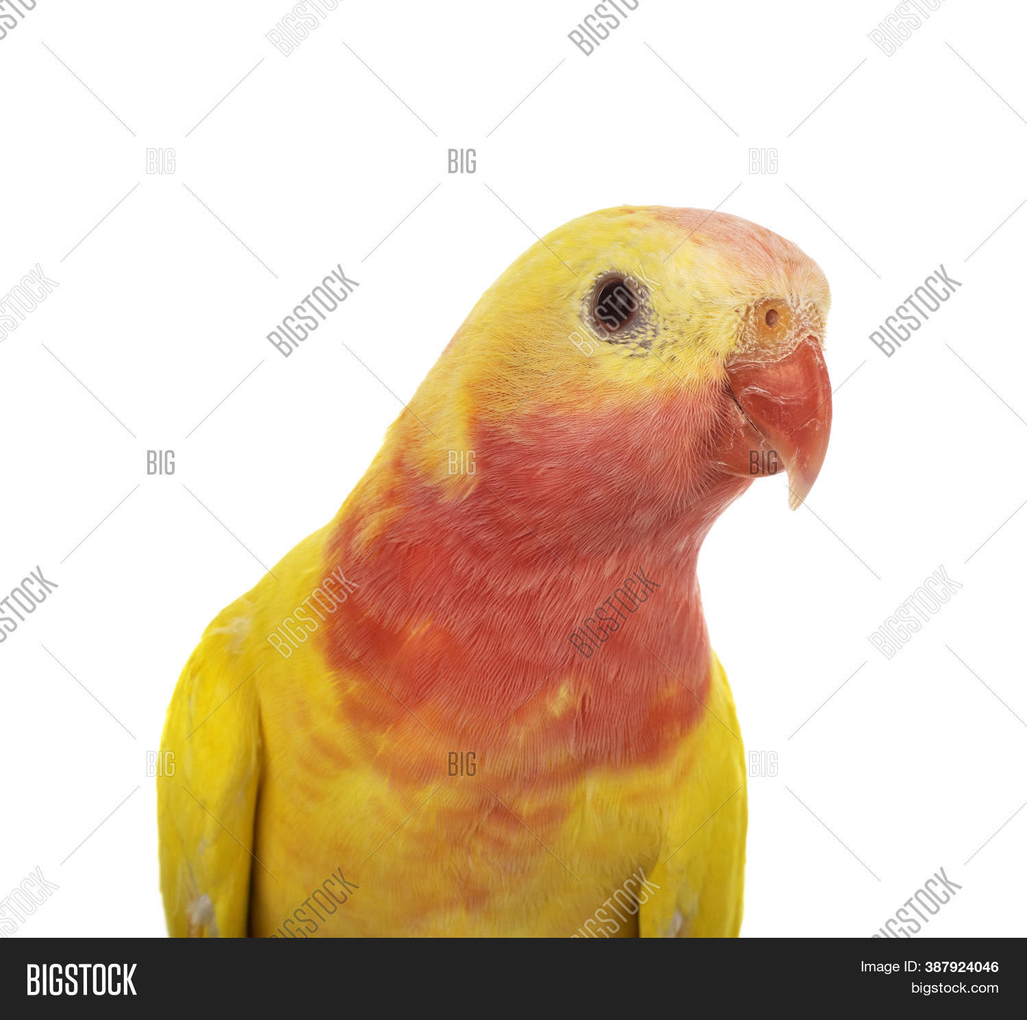 Princess Parrot Front Image & Photo (Free Trial) | Bigstock