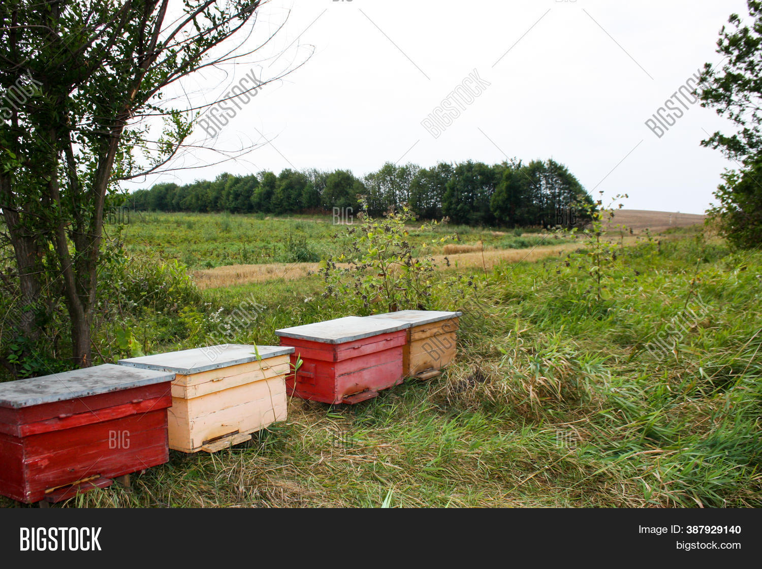 Colorful Beehives Image & Photo (Free Trial) | Bigstock